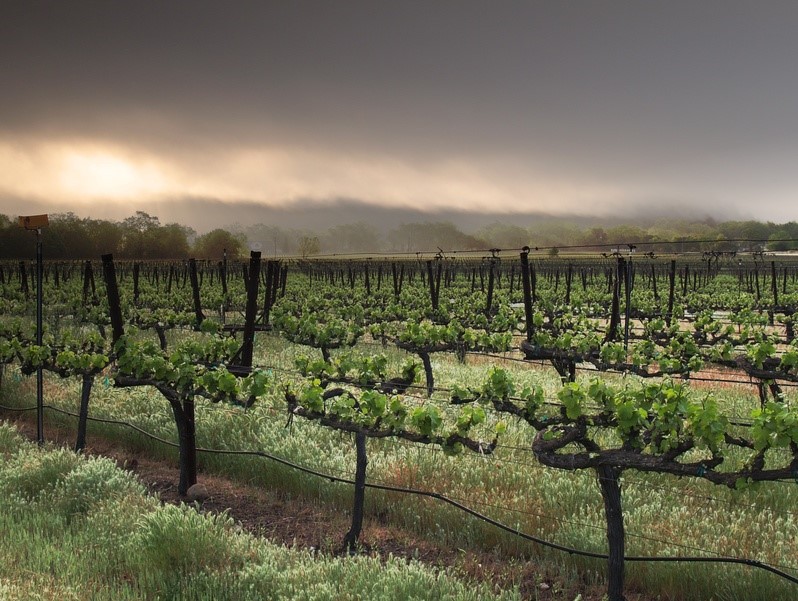 Pourquoi laisser l’herbe pousser entre les rangs de vignes ? – Ain ...